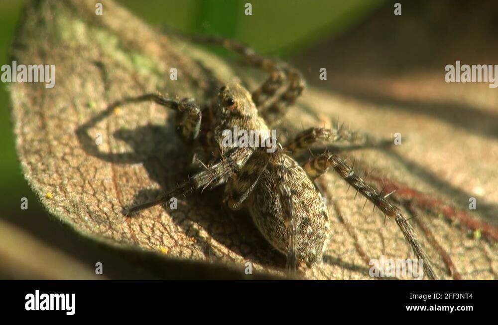 Spider in sun Stock Videos & Footage - HD and 4K Video Clips - Alamy