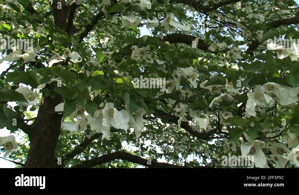 Tree bracts Stock Videos & Footage - HD and 4K Video Clips - Alamy