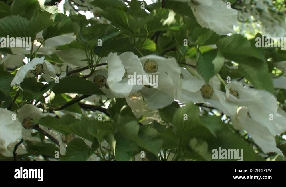 Handkerchief tree flowers Stock Videos & Footage - HD and 4K Video ...