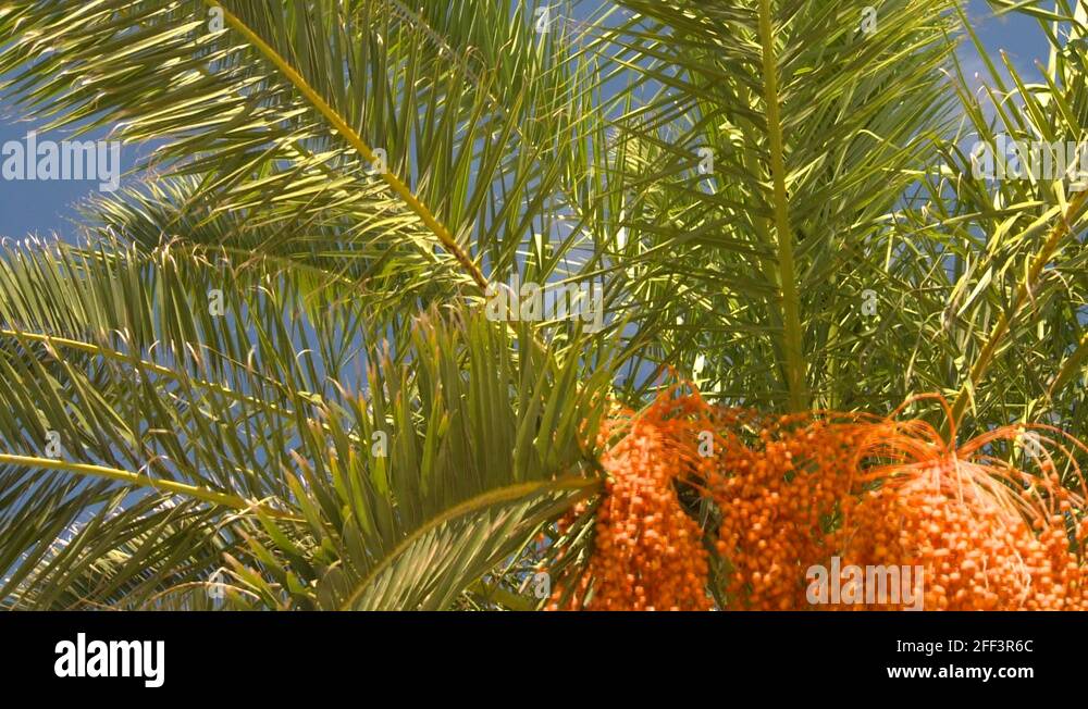 Bermuda tree Stock Videos & Footage - HD and 4K Video Clips - Alamy