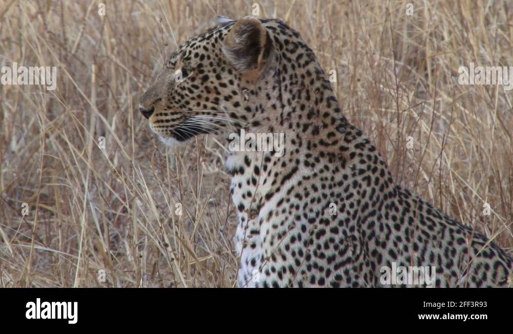 Leopard in dry grass Stock Videos & Footage - HD and 4K Video Clips - Alamy
