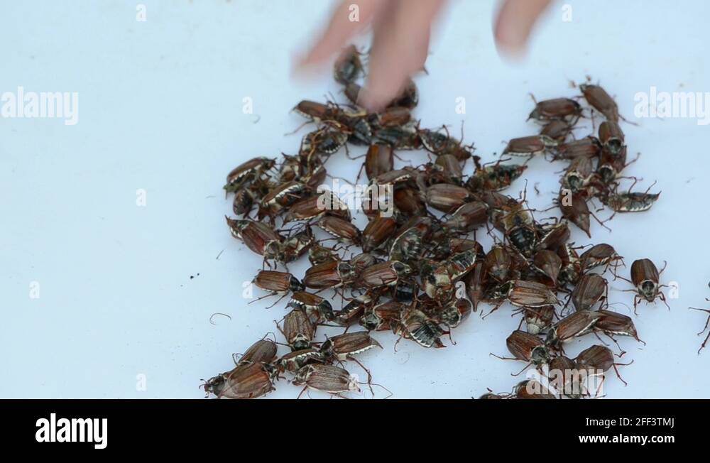 crawling bugs pile man palm shook bugs Stock Video Footage - Alamy