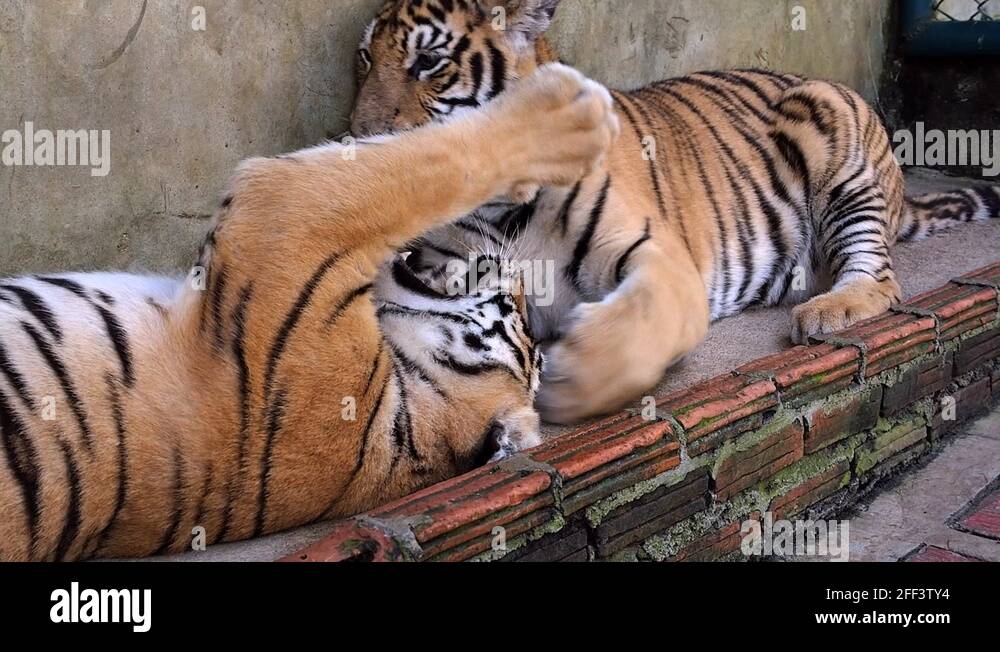 Fluffy tigers Stock Videos & Footage - HD and 4K Video Clips - Alamy