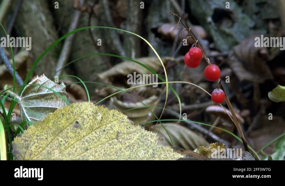 Bramble berries Stock Videos & Footage - HD and 4K Video Clips - Alamy