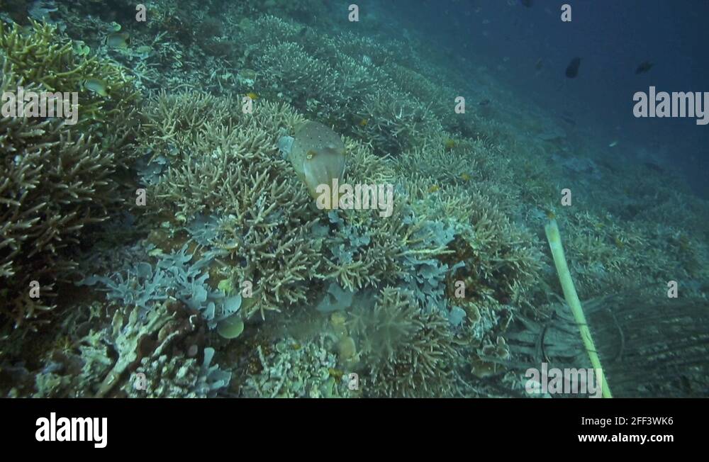 Coral reef and cuttlefish Stock Videos & Footage - HD and 4K Video ...