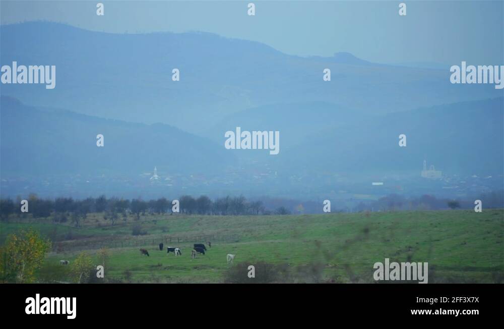 Falling cow in water Stock Videos & Footage - HD and 4K Video Clips - Alamy