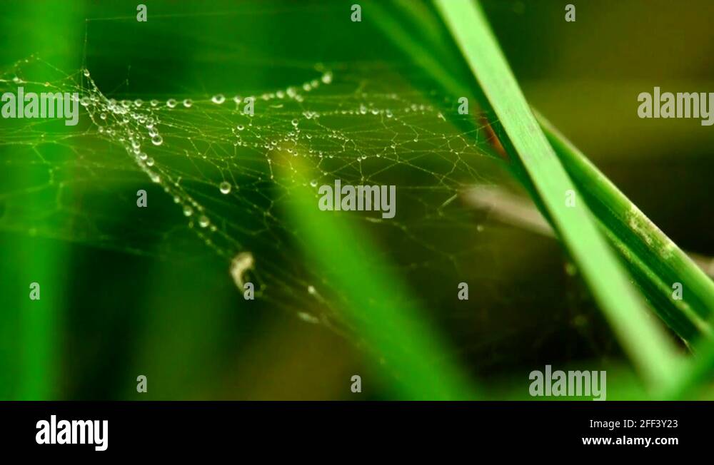 Insects and dew drops Stock Videos & Footage - HD and 4K Video Clips ...