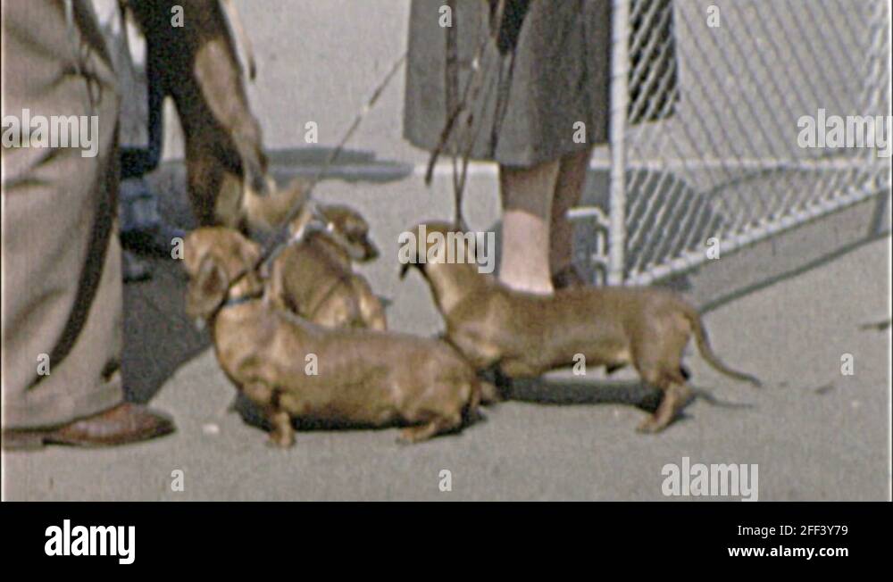 Dachshund PUREBRED Dog Dogs 1950s Vintage Retro Film Home Movie 7248 ...