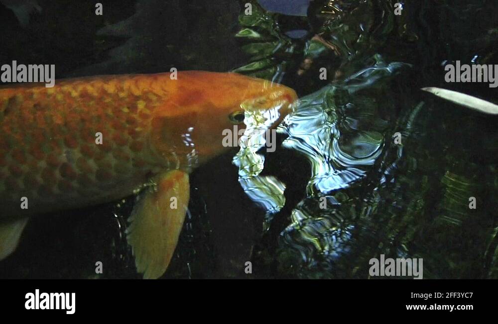 Shimmering scales Stock Videos & Footage - HD and 4K Video Clips - Alamy