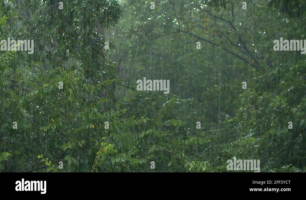 Windy rain weather Stock Videos & Footage - HD and 4K Video Clips - Alamy
