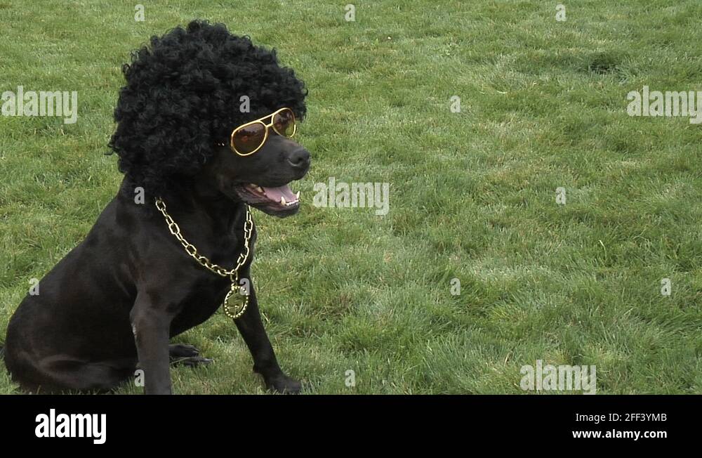 Dog with afro Stock Videos & Footage - HD and 4K Video Clips - Alamy