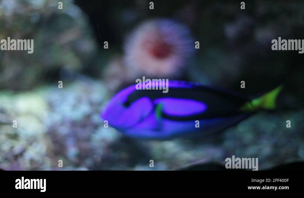 Blue tang aquarium Stock Videos & Footage - HD and 4K Video Clips - Alamy