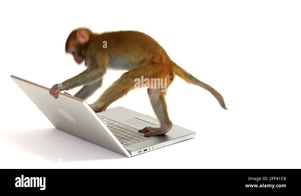 Monkey curiosity Stock Videos & Footage - HD and 4K Video Clips - Alamy