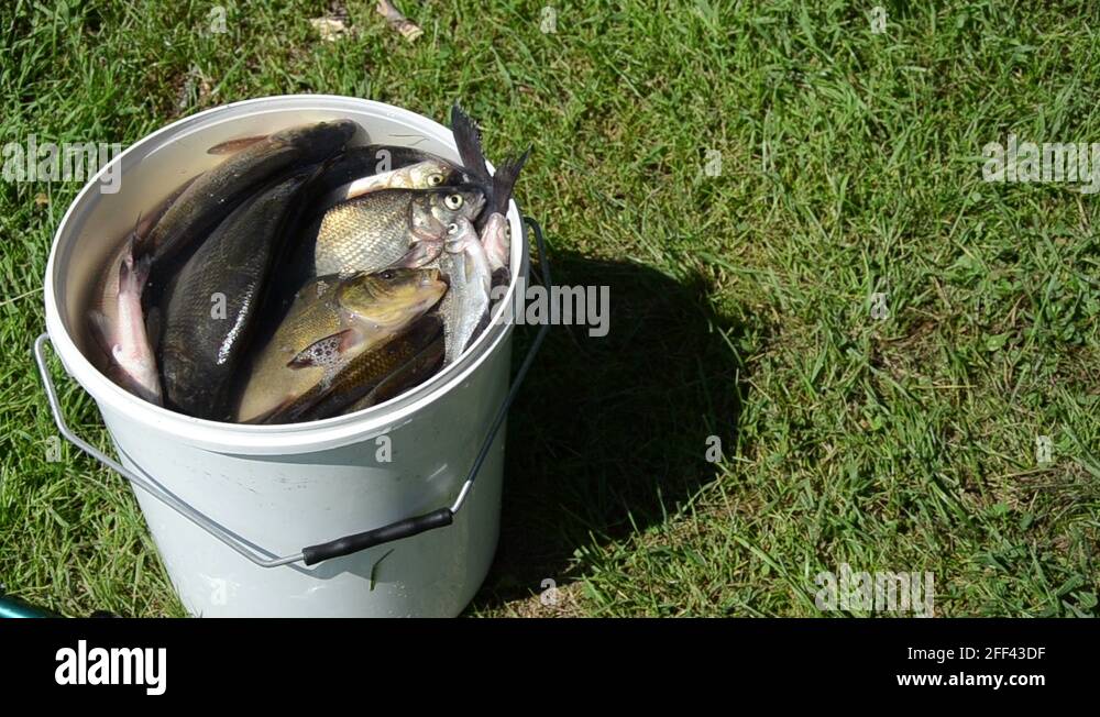 One dirty bucket Stock Videos & Footage - HD and 4K Video Clips - Alamy