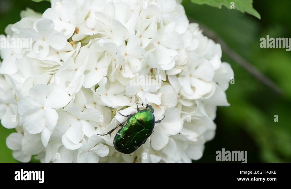 coleopteran bug cetoniidae sits comfortably on inflorescence Stock ...