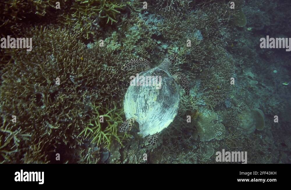 Hawksbill turtle underwater with predator bite mark Stock Video Footage ...