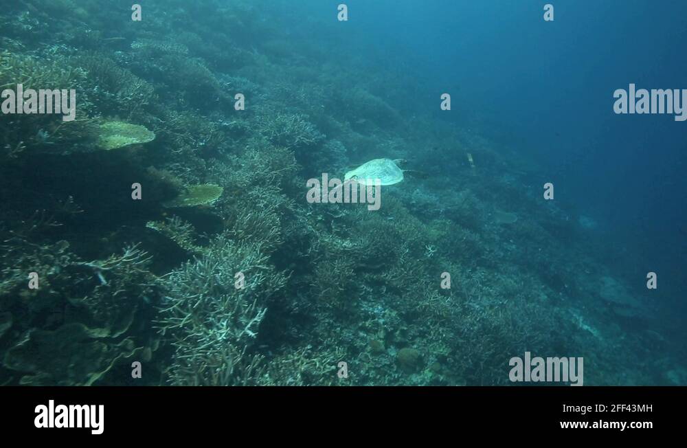 Bite mark Stock Videos & Footage - HD and 4K Video Clips - Alamy