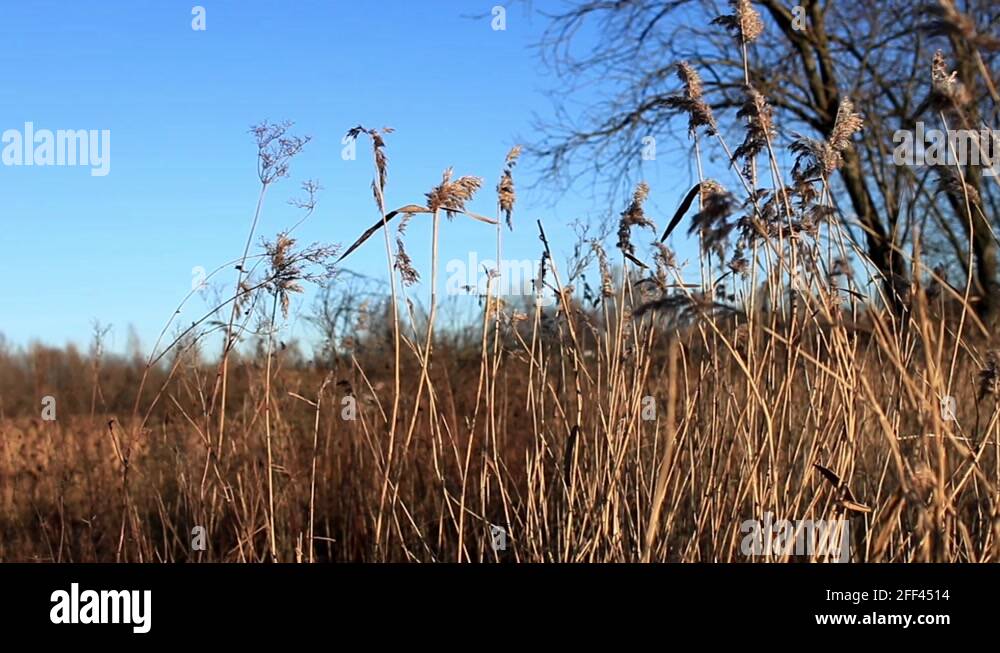 Grassland sedge Stock Videos & Footage - HD and 4K Video Clips - Alamy