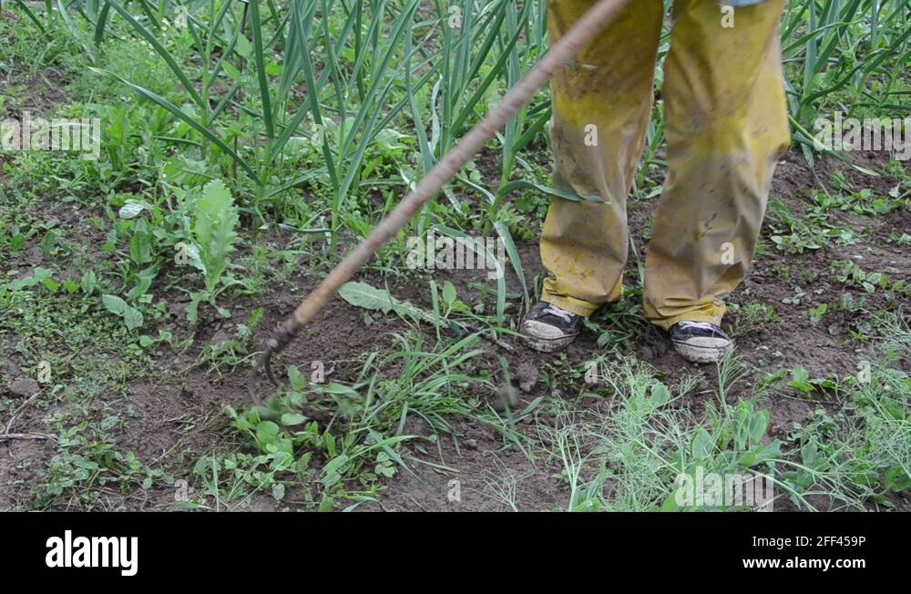 Vegetable weed weeding Stock Videos & Footage - HD and 4K Video Clips ...