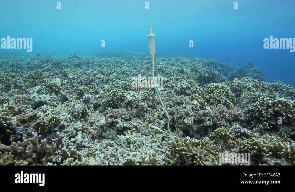 Attached to coral Stock Videos & Footage - HD and 4K Video Clips - Alamy