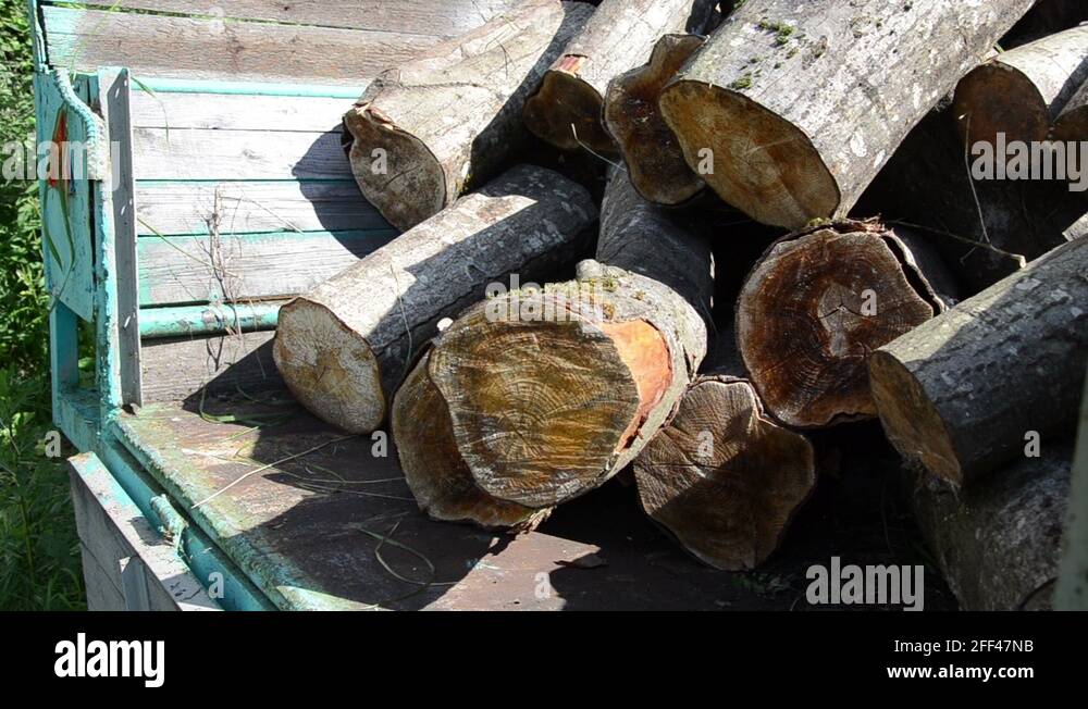 Closeup of trailer and worker load tree logs for firewood Stock Video ...