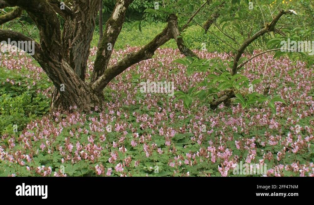 Geranium tree Stock Videos & Footage - HD and 4K Video Clips - Alamy