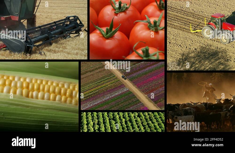 Composition farming Stock Videos & Footage - HD and 4K Video Clips - Alamy