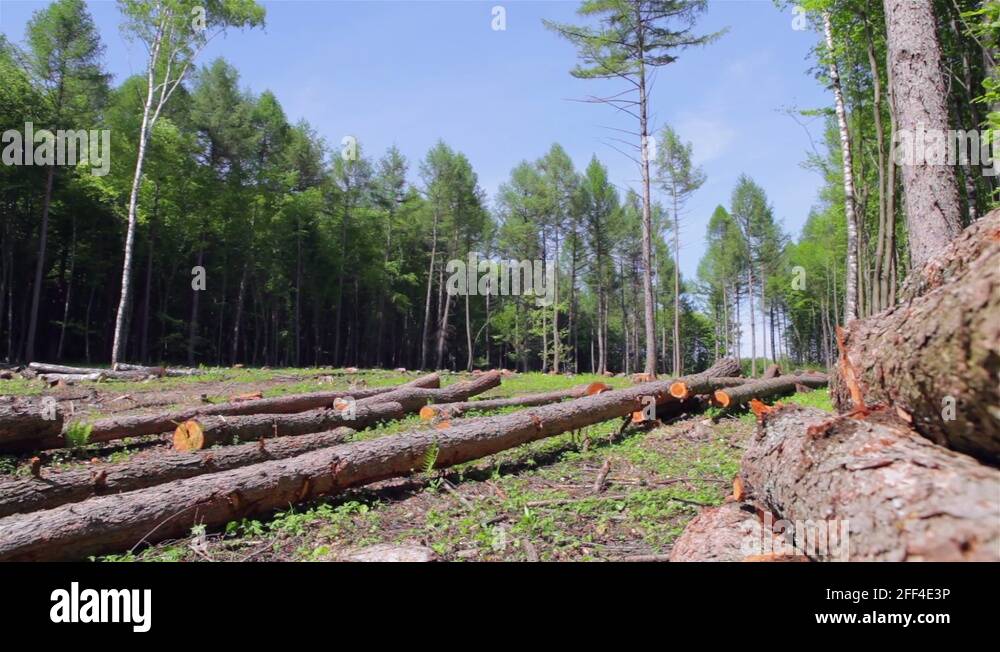 Taiga forest ecosystem Stock Videos & Footage - HD and 4K Video Clips ...