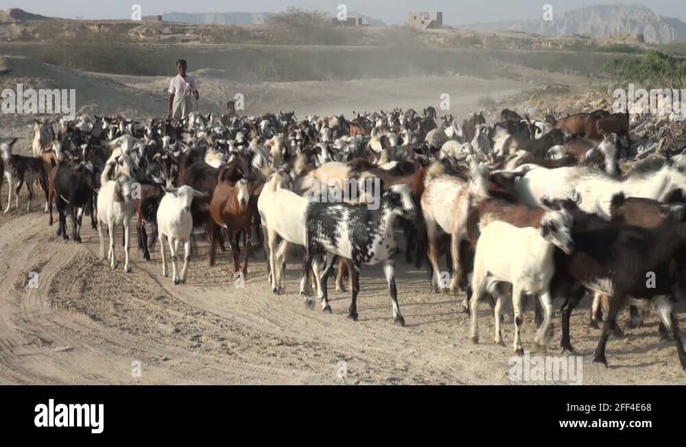 Livestock society Stock Videos & Footage - HD and 4K Video Clips - Alamy