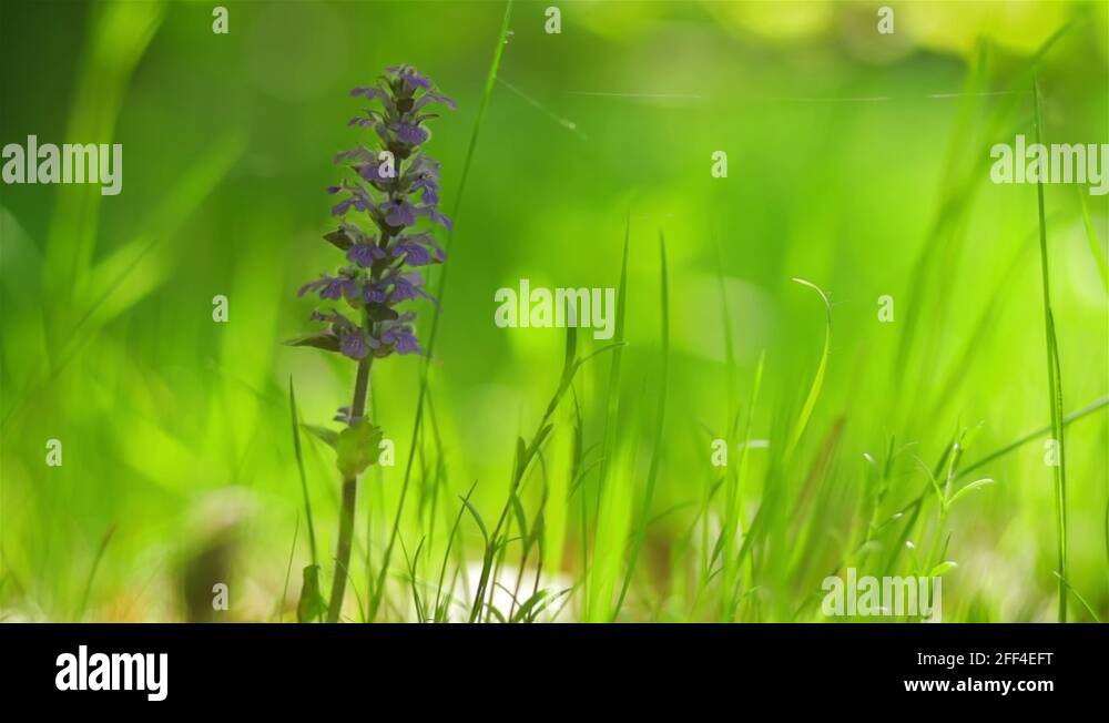 Violet scenery Stock Videos & Footage - HD and 4K Video Clips - Alamy