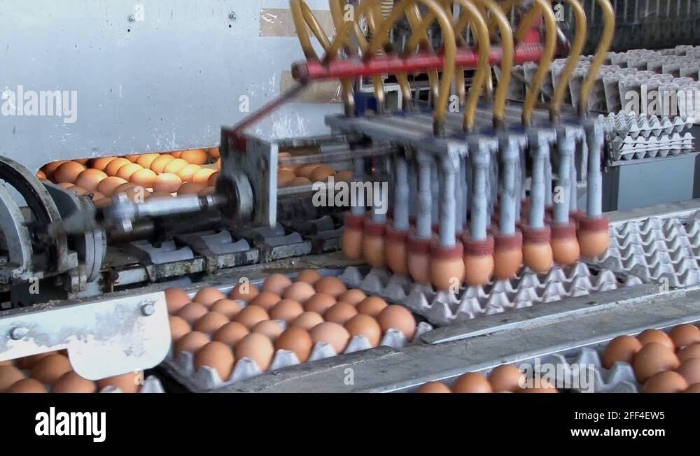 Chicken egg grading Stock Videos & Footage - HD and 4K Video Clips - Alamy
