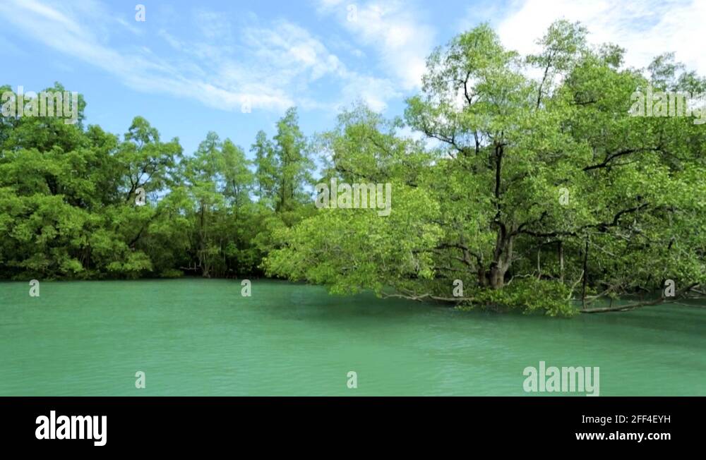 Southeast asia biodiversity Stock Videos & Footage - HD and 4K Video ...