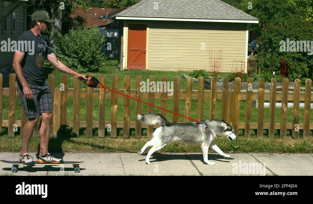 Animal skateboard Stock Videos & Footage - HD and 4K Video Clips - Alamy