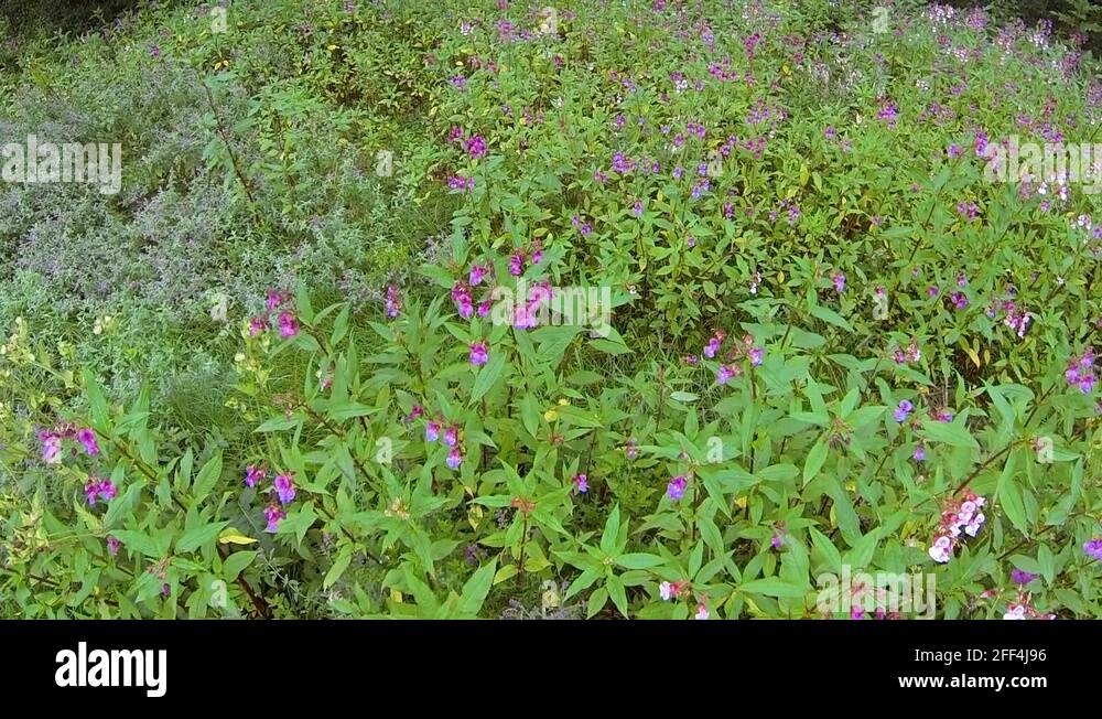 Himalayan balsam or indian balsam impatiens glandulifera Stock Videos ...