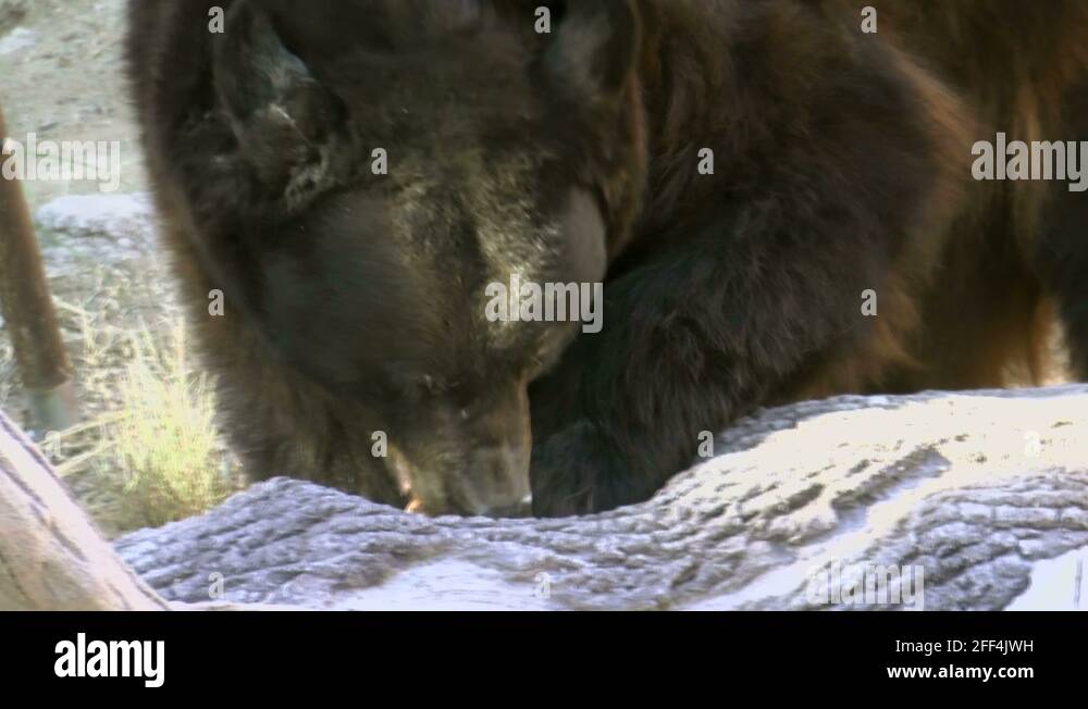 Rib meat Stock Videos & Footage - HD and 4K Video Clips - Alamy