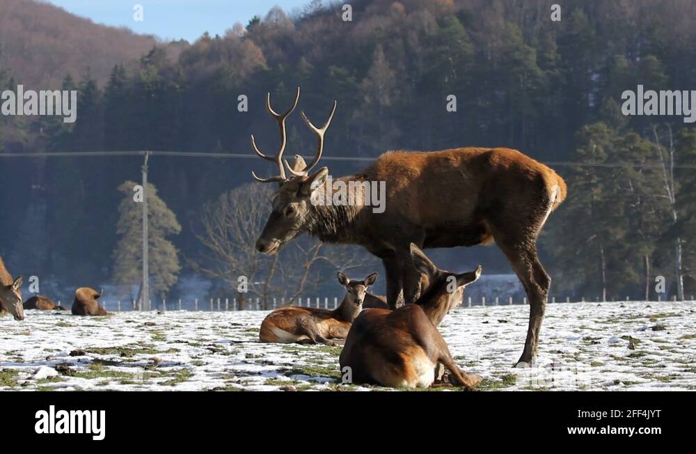 Zoo deer stag hart Stock Videos & Footage - HD and 4K Video Clips - Alamy