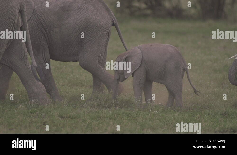 Baby elephant eating Stock Videos & Footage - HD and 4K Video Clips - Alamy
