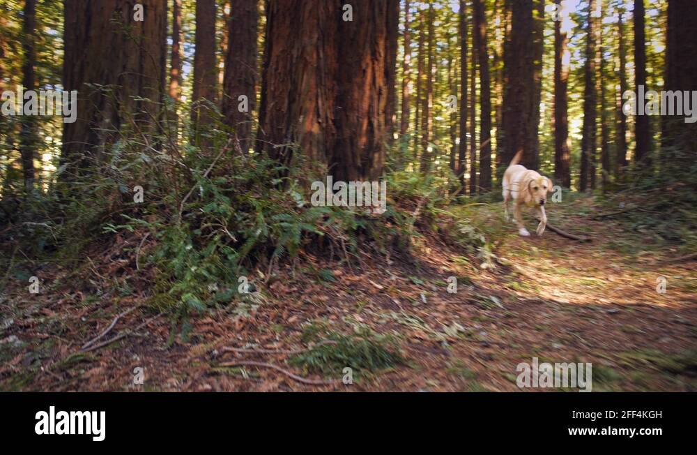 Labrador nature Stock Videos & Footage - HD and 4K Video Clips - Alamy
