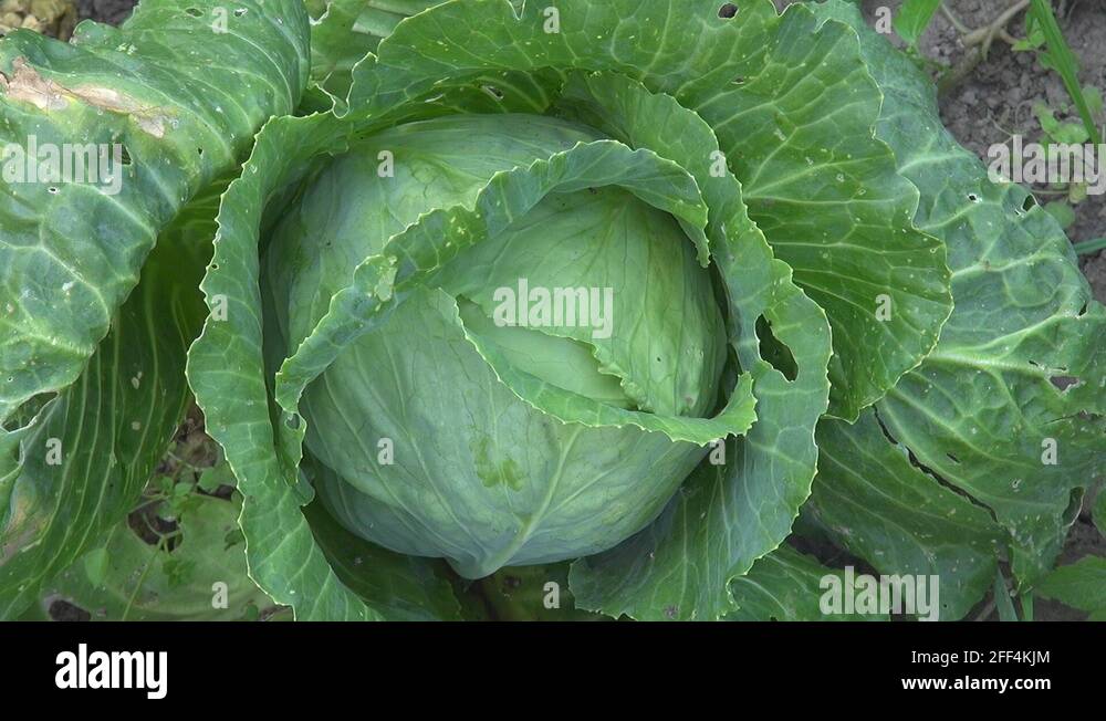 Garden green white nature detail Stock Videos & Footage - HD and 4K ...