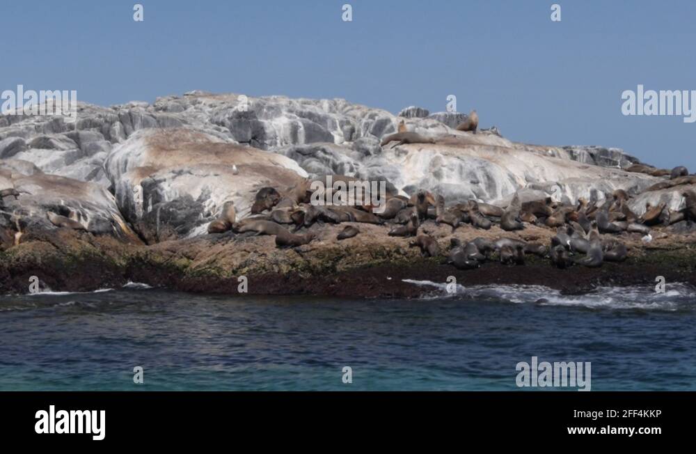 Montague island Stock Videos & Footage - HD and 4K Video Clips - Alamy