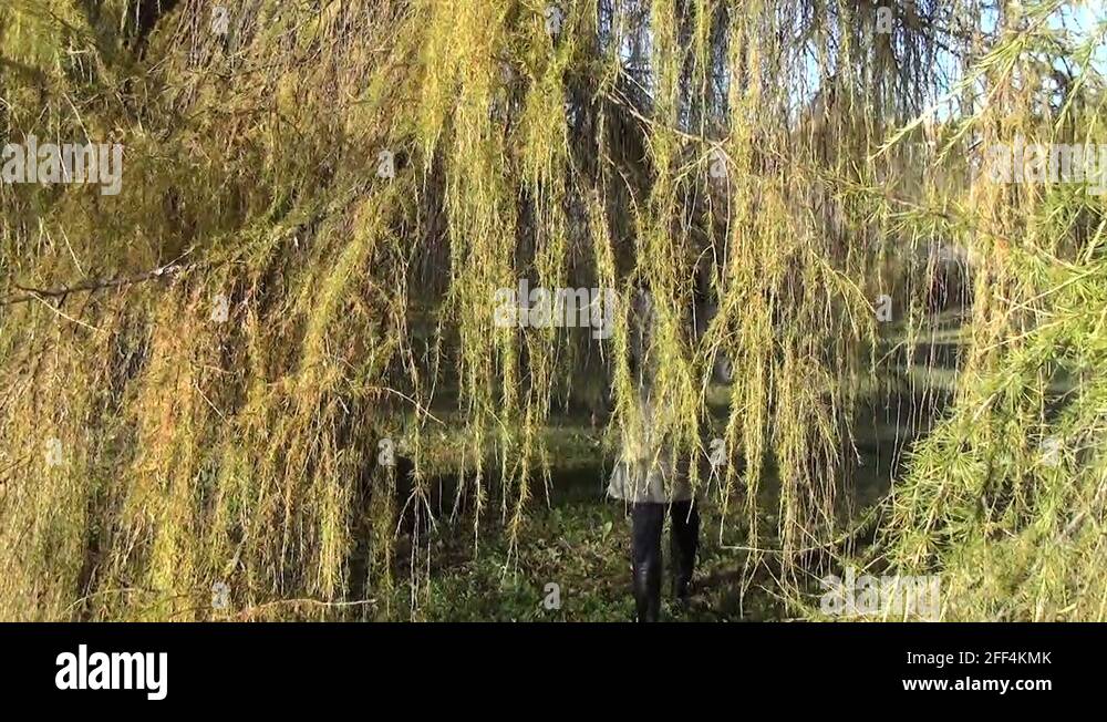 Droopy branches Stock Videos & Footage - HD and 4K Video Clips - Alamy