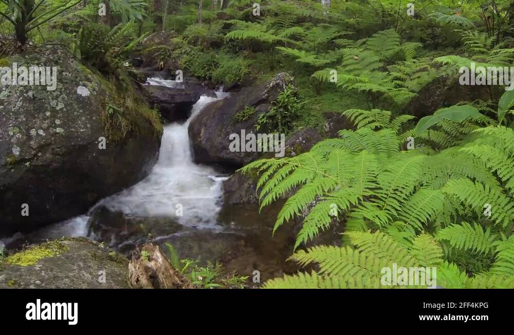 Definition high video of tropical jungle forest and waterfalls cascades ...