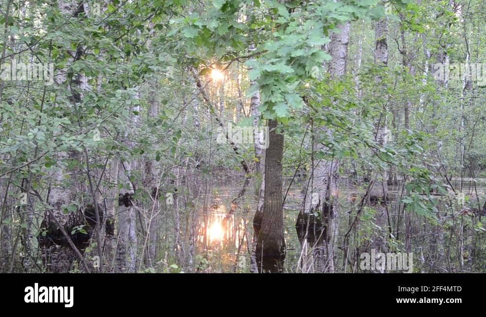 Flooded forest trees Stock Videos & Footage - HD and 4K Video Clips - Alamy