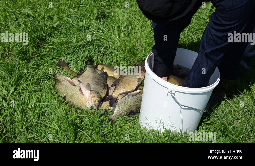 Slippery fish Stock Videos & Footage - HD and 4K Video Clips - Alamy