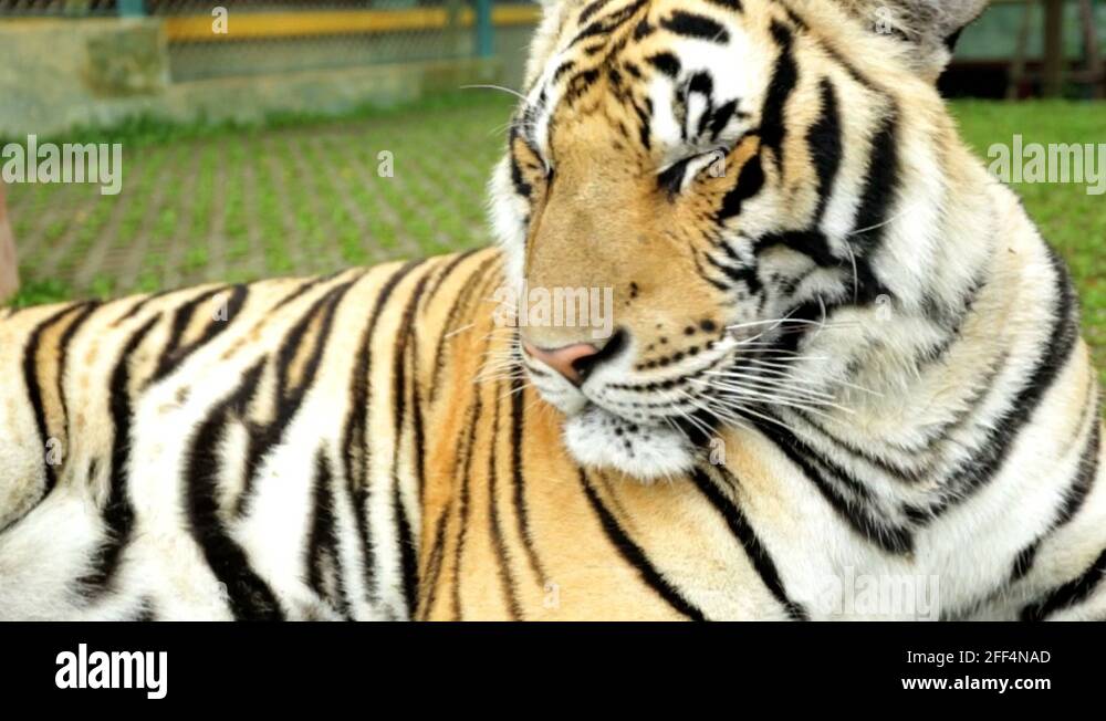 Southeast asian wildlife Stock Videos & Footage - HD and 4K Video Clips ...