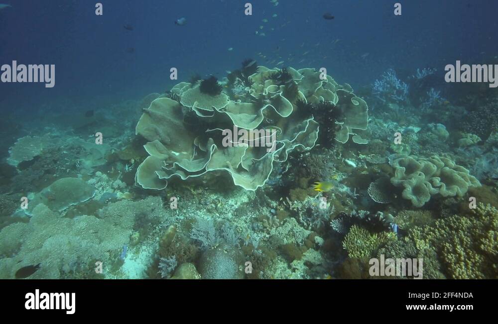Raja ampat coral reefs Stock Videos & Footage - HD and 4K Video Clips ...