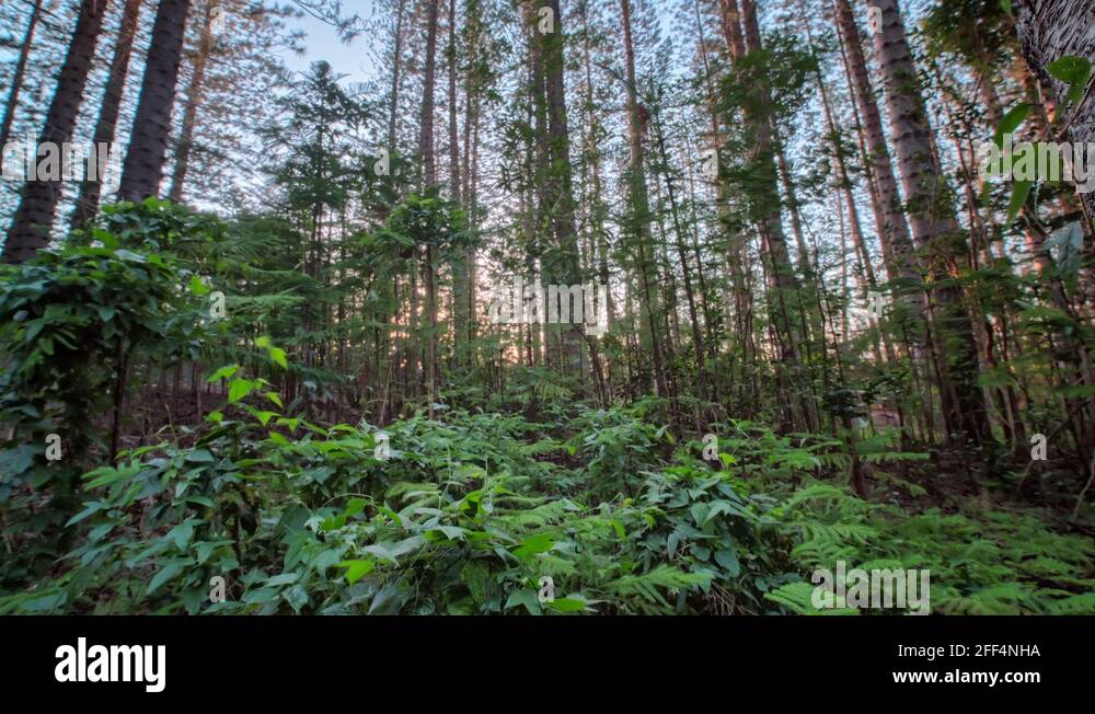 Tracking trees Stock Videos & Footage - HD and 4K Video Clips - Alamy