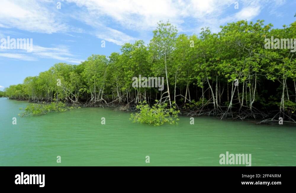 Mangrove trees timber used for boats houses, Thailand Stock Video ...