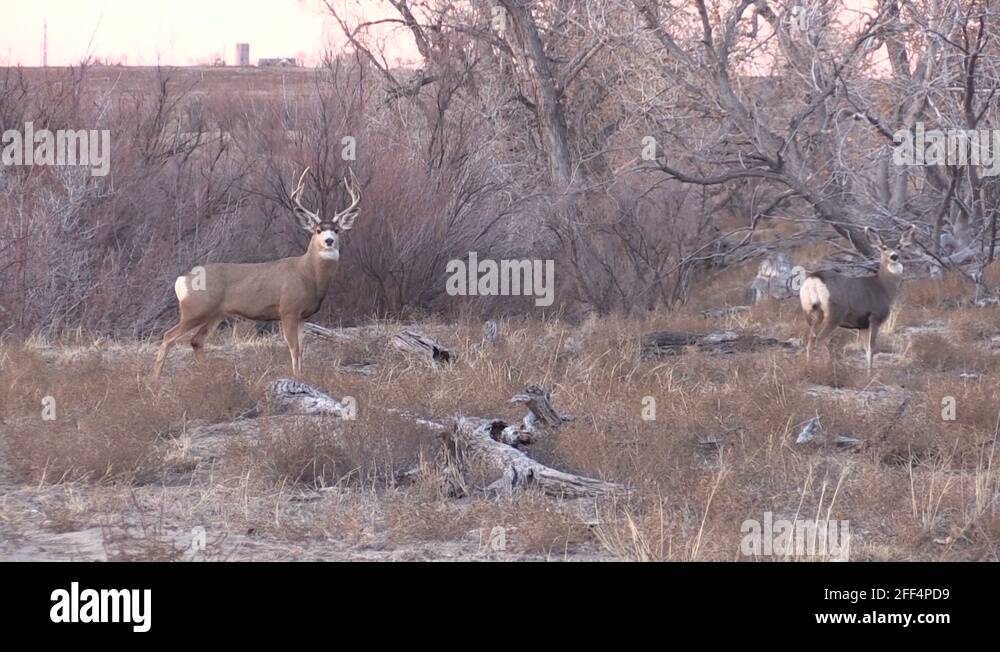 Nice Mule Deer Buck and Doe in Rut Stock Video Footage - Alamy