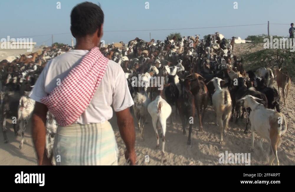 Middle east and shepherd Stock Videos & Footage - HD and 4K Video Clips ...